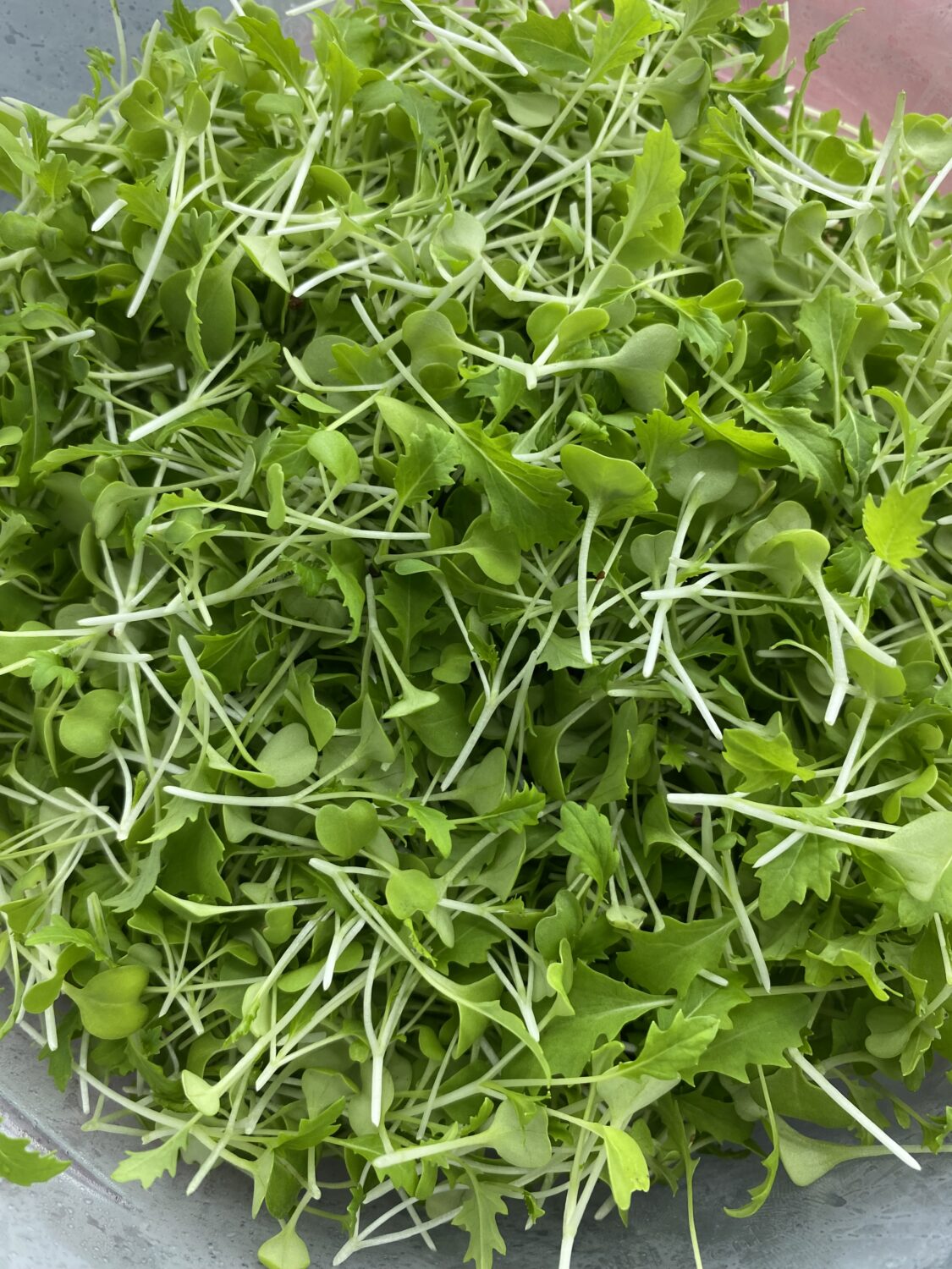 Mizuna Mustard Microgreens - Shop Carolina - NC Gifts & SC Gifts