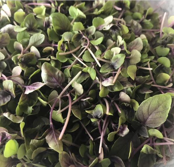 Purple Basil Microgreens - Shop Carolina - NC Gifts & SC Gifts